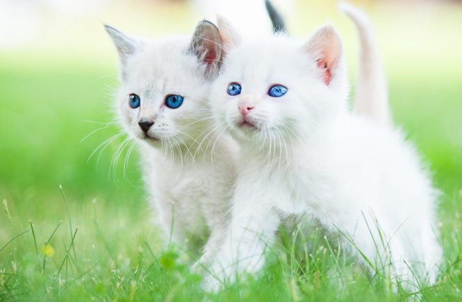 Top 5 Tips To Keep Your Cat Healthy! - Pet Shops Guide Blog