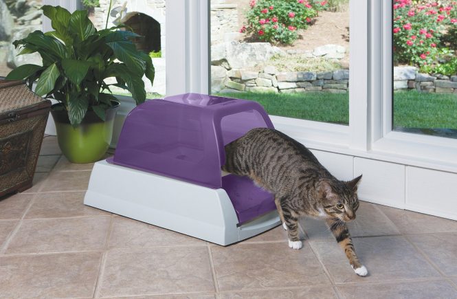Some Best Cat Litters | Pet Shops Guide Blog