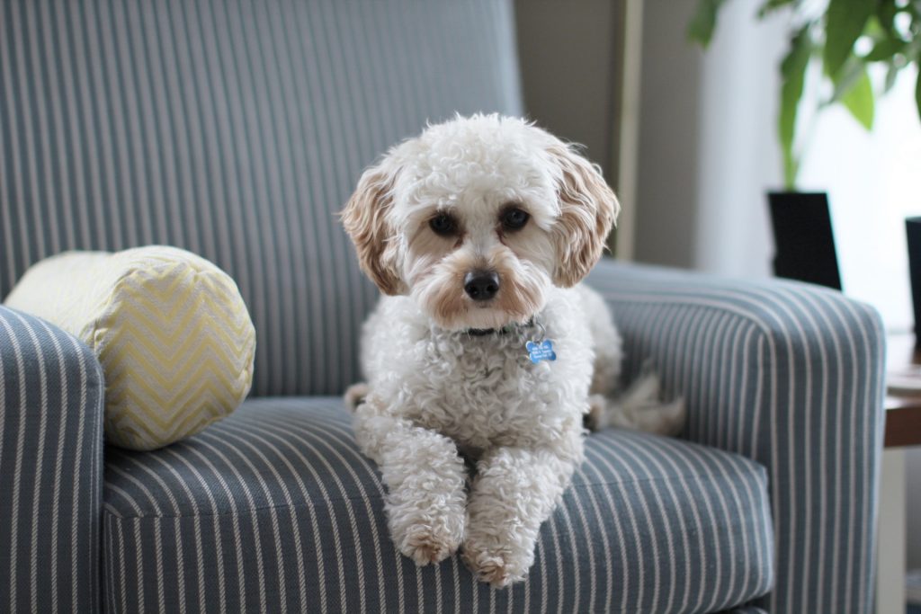 Knowing The Friendly Dog Breeds - Pet Shops Guide Blog